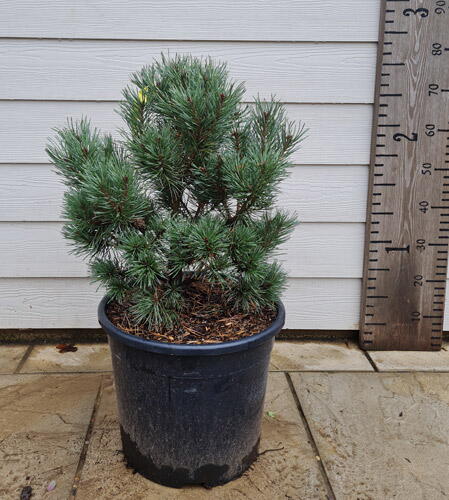 Pinus sylvestris Chantry Blue. Scots Pine Chantry Blue Shrub