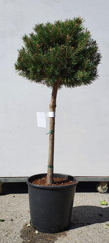 Pinus Sylvestris Standard Trees. Scots Pine Trees Clear Stem