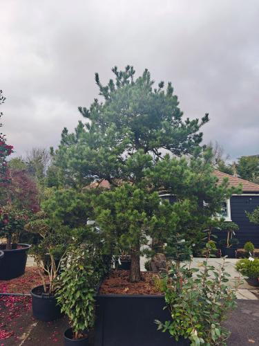 Pinus Sylvestris Standard Trees. Scots Pine Trees Clear Stem