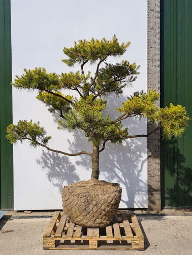 Pine Cloud Tree. Pinus Sylvestris Pine Cloud Tree Pom Pom UK