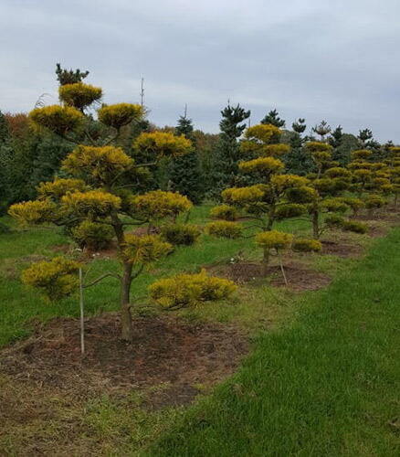 Pine Cloud Tree. Pinus Sylvestris Pine Cloud Tree Pom Pom UK