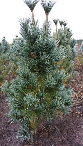 Pinus Vanderwolfs Pyramid Vanderwolf Pine Vanderwolfs Pyramid