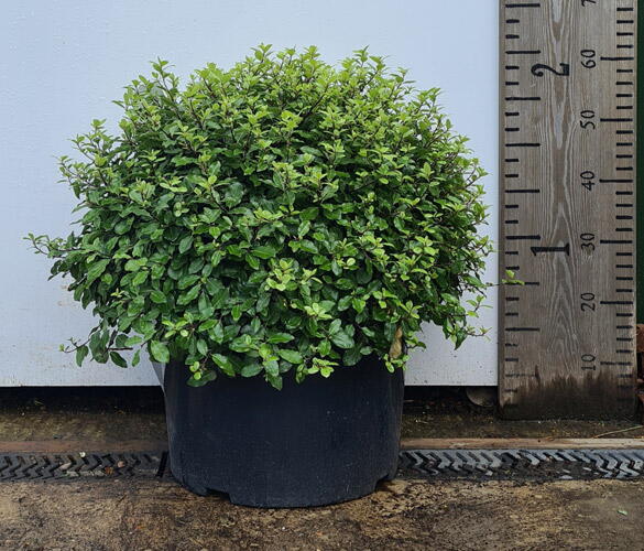 Pittosporum Tenuifolium Golf Ball. Pittosporum Pom Pom