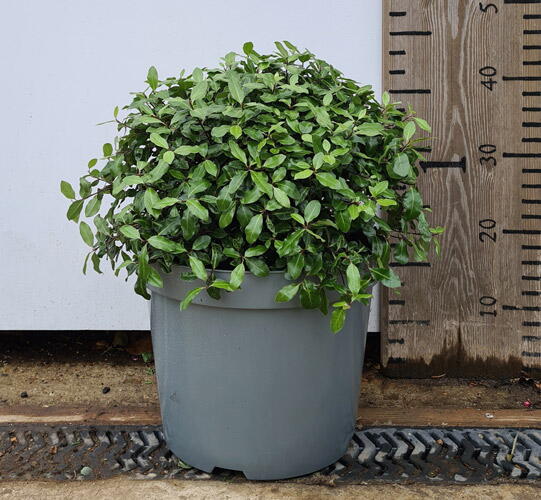 Pittosporum Tenuifolium Golf Ball. Pittosporum Pom Pom