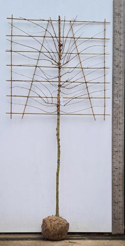 Pleached Acer Campestre Elsrijk Pleached Elsrijk Field Maple