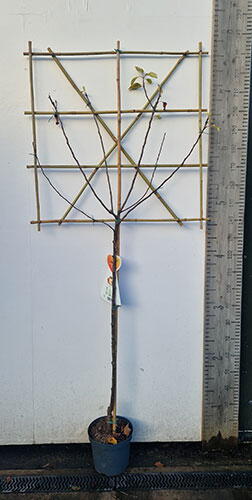 Pleached Apple Trees. Pleached Coxs Orange Pippin Buy Online