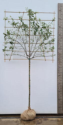 Pleached Apple Tree Malus Domestica Discovery Pleached Trees