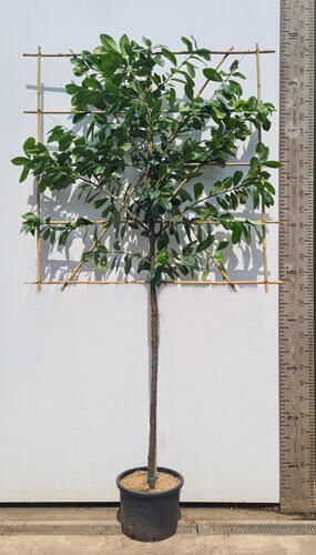 Pleached Cherry Laurel Trees - Special Offer, Buy Online UK
