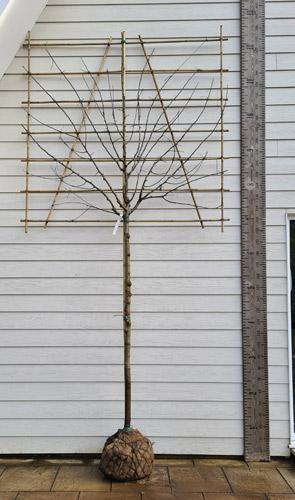Pleached Conference Pear. Pyrus Communis Conference Pleached