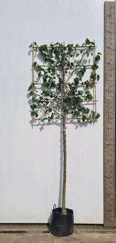 Pleached Lime Trees. Tilia Europaea Pallida Pleached Online