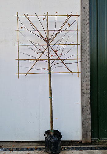 Pleached Malus Evereste Crab Apple Tree Pleached Buy Online