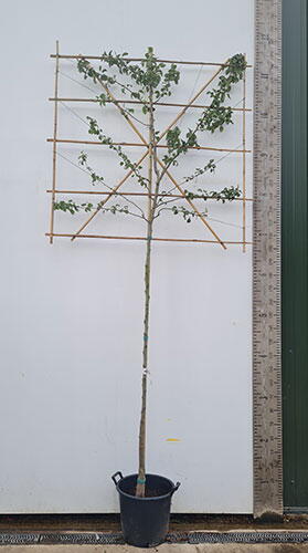 Pleached Pear Tree Doyenne du Comice Pyrus Communis Pleached