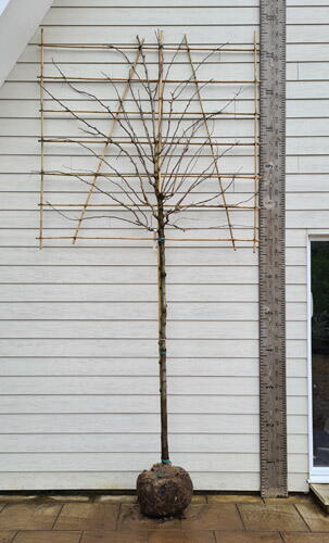 Pleached Pear Tree. Pleached Pear Tree Williams Bon Chrétien