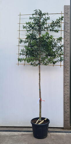 Pleached Prunus Lusitanica Pleached Portuguese Laurel Trees