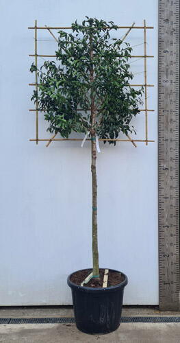 Pleached Prunus Lusitanica Pleached Portuguese Laurel Trees