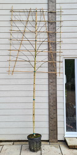 Betula Utilis Jacquemontii Silver Birch Pleached Trees UK