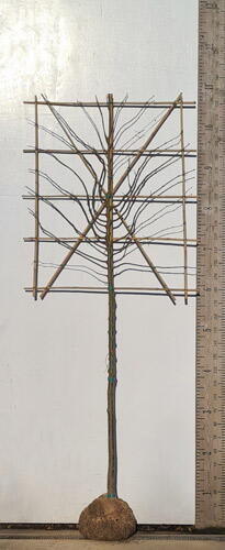 Pleached Tilia Cordata Pleached Small Leaved Lime Trees