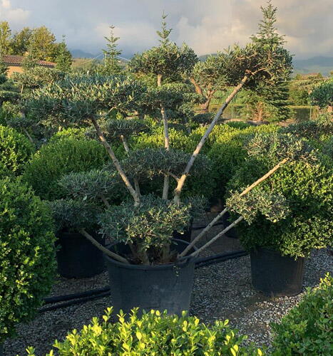 Pom Pom Olive Tree. Mature Topiary Olive Trees for Sale