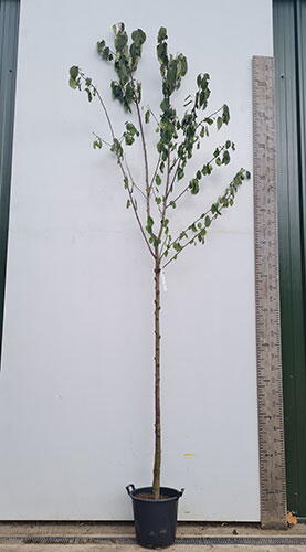 Prunus Avium Regina Sweet Cherry Regina Mature Fruit Trees