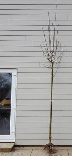 Prunus Domestica Excalibur Plum Tree Mature Plum Trees UK