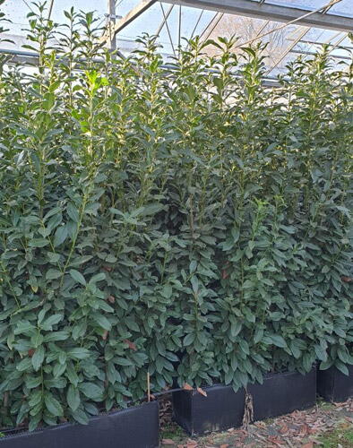 Prunus Laurocerasus Genolia Laurel Instant Hedging Screens