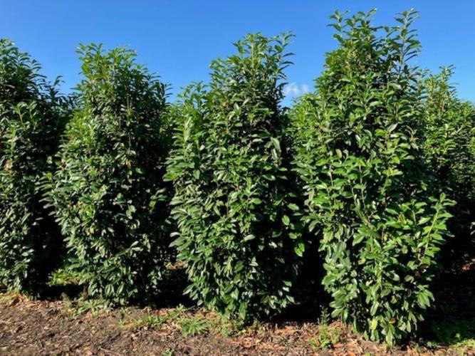 Prunus Laurocerasus Genolia Laurel Instant Hedging Screens