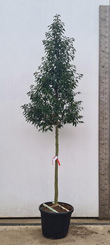 Prunus Lusitanica Full Standard Tree. Portuguese Laurel Tree