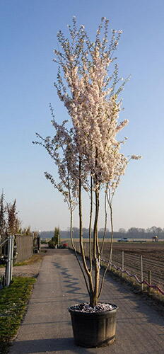 Prunus Pandora Cherry Prunus Pandora Multi Stem Trees Online