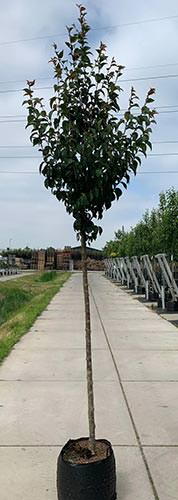 Prunus Pandora Cherry Prunus Pandora Multi Stem Trees Online