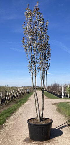 Prunus Serrulata Sunset Boulevard Japanese Cherry Trees UK