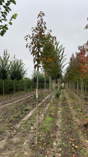 Prunus Serrulata Sunset Boulevard Japanese Cherry Trees UK