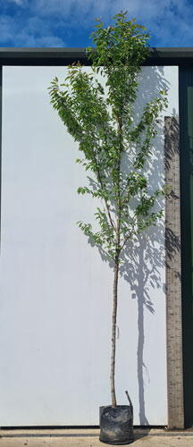 Prunus Serrulata Sunset Boulevard Japanese Cherry Trees UK