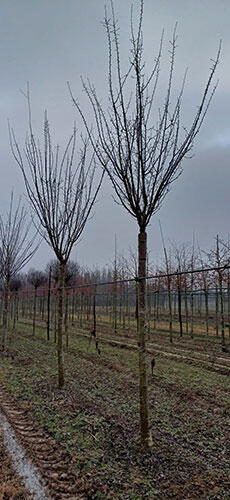Prunus Spire Cherry Spire Ornamental Cherry Trees for Sale