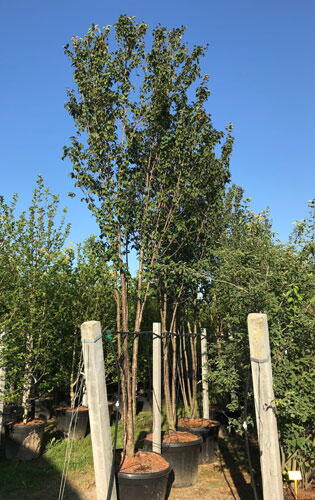 Prunus Spire Cherry Spire Ornamental Cherry Trees for Sale