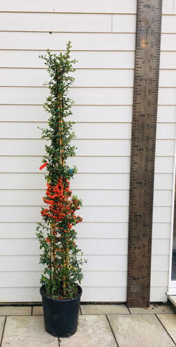 Pyracantha Augustifolia Firethorn. Evergreen Climber UK