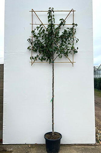 Pyrus Calleryana Chanticleer Pleached Ornamental Pear Trees.