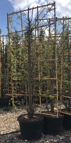 Pyrus Calleryana Chanticleer Pleached Ornamental Pear Trees.