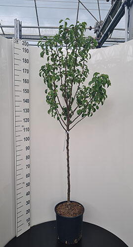 Pyrus Communis Conference Pear Tree Mature Fruiting Pear