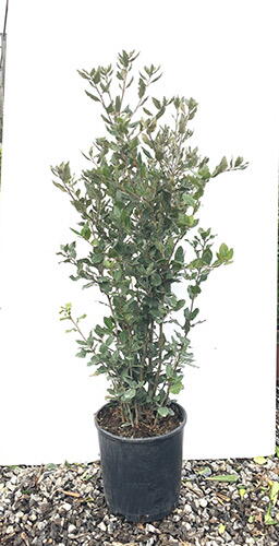 Quercus Ilex Hedging Holm Oak Hedging Mature Evergreen Hedge