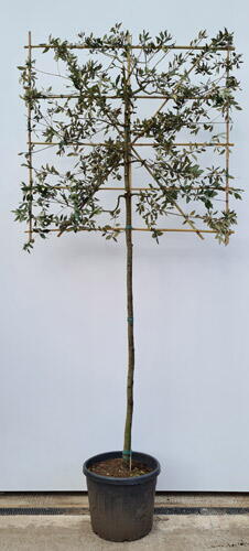 Holly Oak Pleached. Quercus Ilex Pleached Trees Online UK