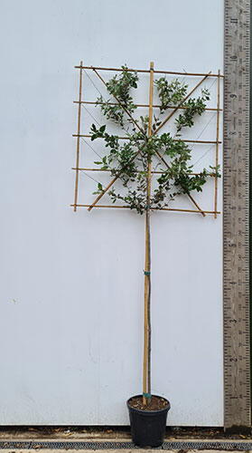 Holly Oak Pleached. Quercus Ilex Pleached Trees Online UK