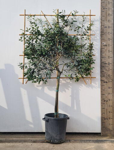 Holly Oak Pleached. Quercus Ilex Pleached Trees Online UK