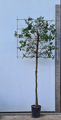 Holly Oak Pleached. Quercus Ilex Pleached Trees Online UK