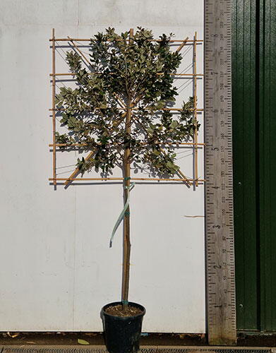 Holly Oak Pleached. Quercus Ilex Pleached Trees Online UK