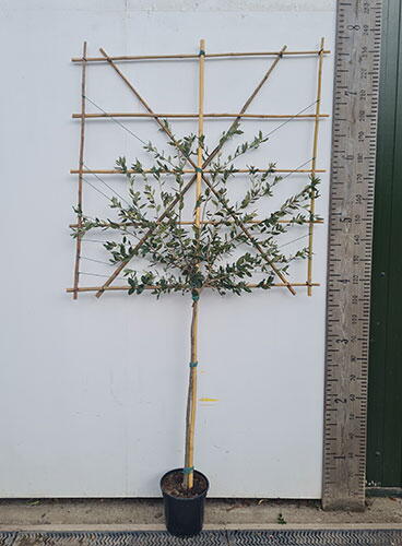 Holly Oak Pleached. Quercus Ilex Pleached Trees Online UK