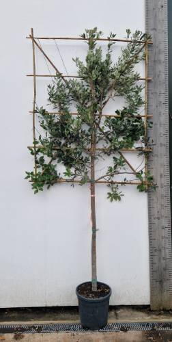Holly Oak Pleached. Quercus Ilex Pleached Trees Online UK
