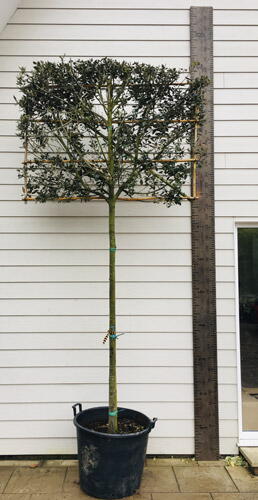 Holly Oak Pleached. Quercus Ilex Pleached Trees Online UK