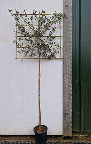 Holly Oak Pleached. Quercus Ilex Pleached Trees Online UK