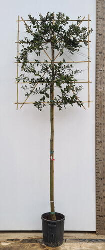 Holly Oak Pleached. Quercus Ilex Pleached Trees Online UK