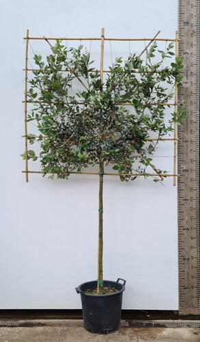 Holly Oak Pleached. Quercus Ilex Pleached Trees Online UK
